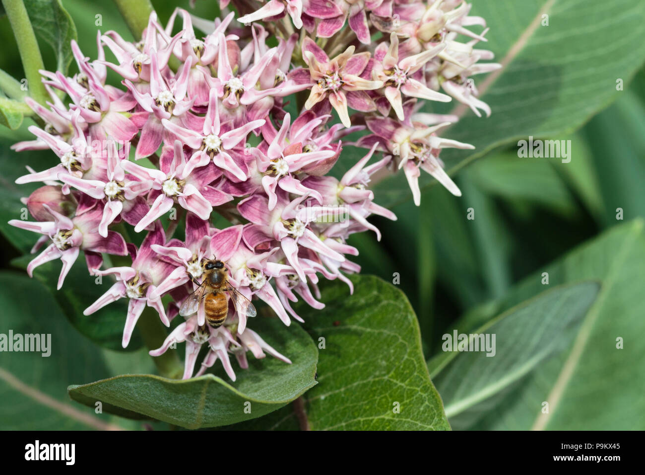 Swamp bee hi-res stock photography and images - Alamy