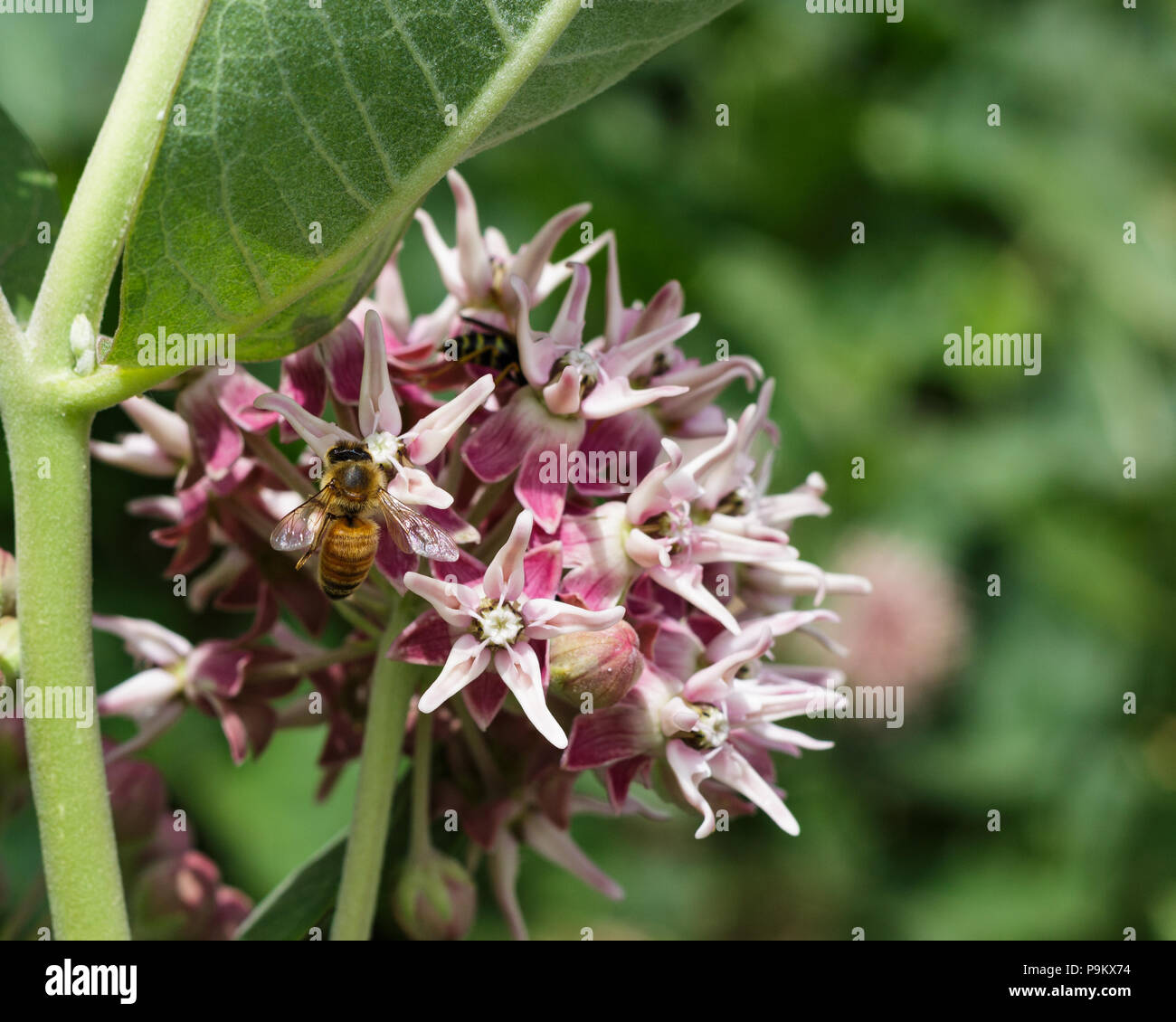 Stunning bee on a swamp milkweed flower having a drink Stock Photo - Alamy
