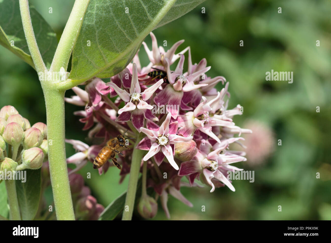 Swamp bee hi-res stock photography and images - Alamy