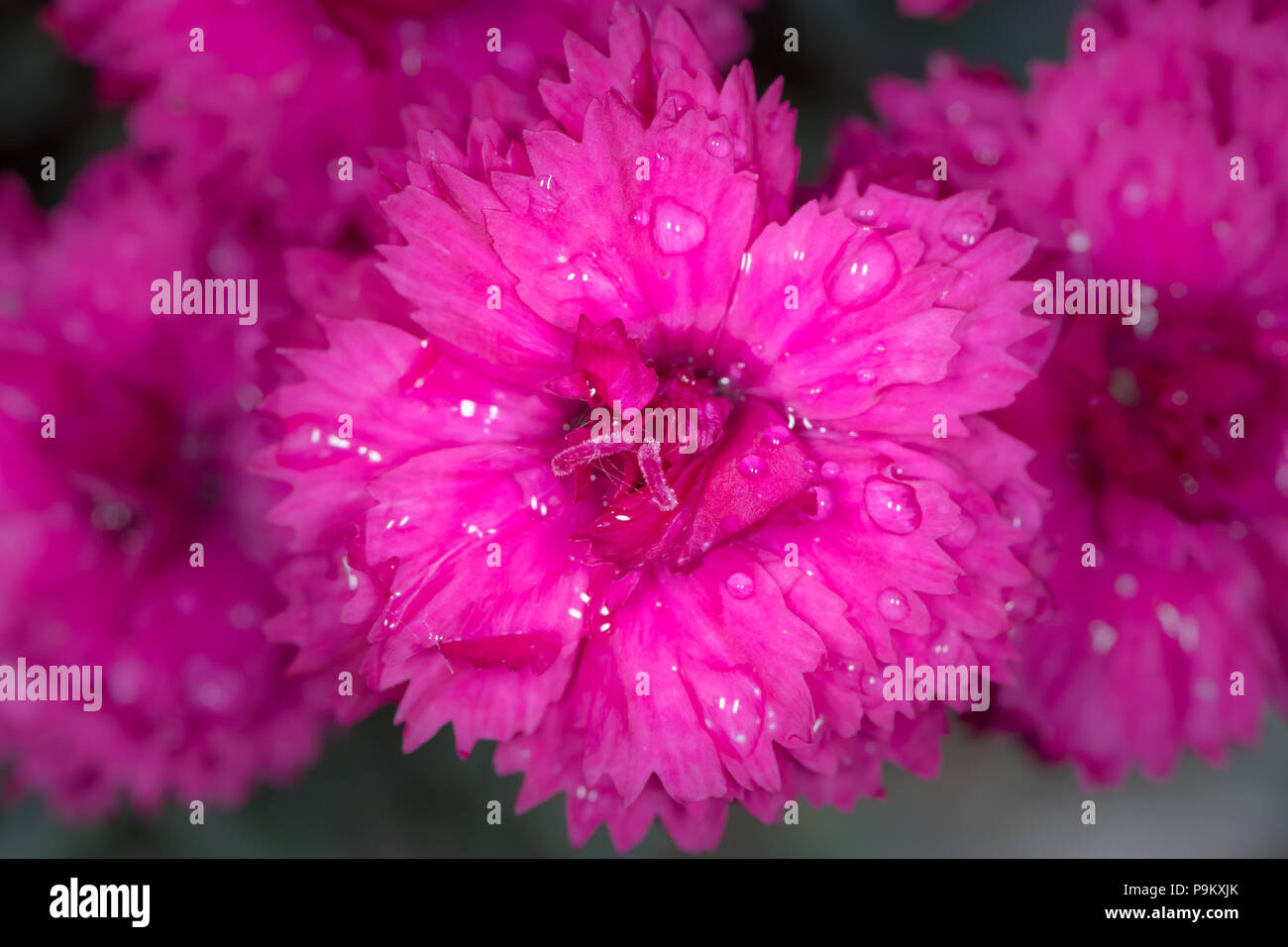 Closeup of the blossom of a carnation (Dianthus caryophyllus) with ...