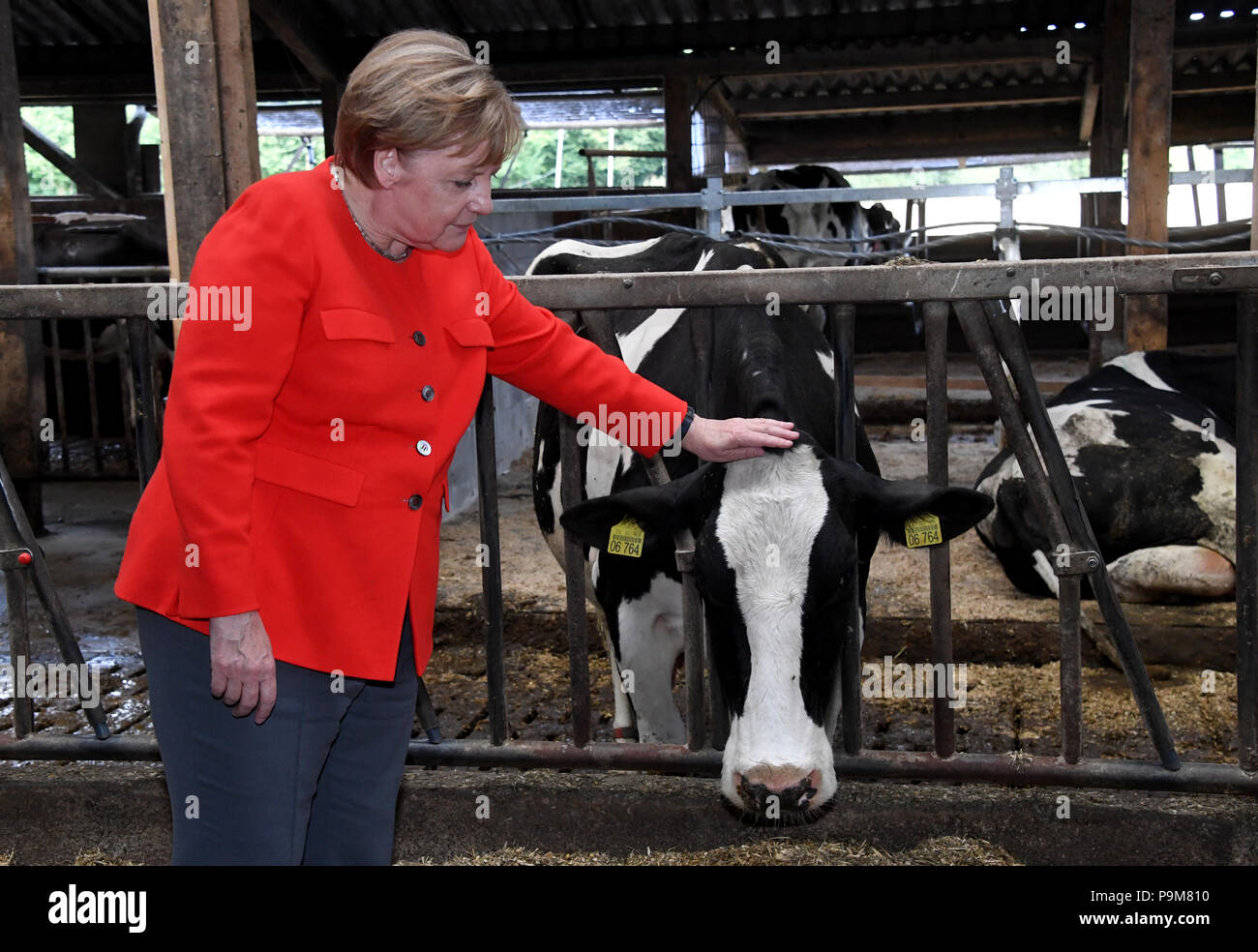 Politician with cow hi-res stock photography and images - Alamy