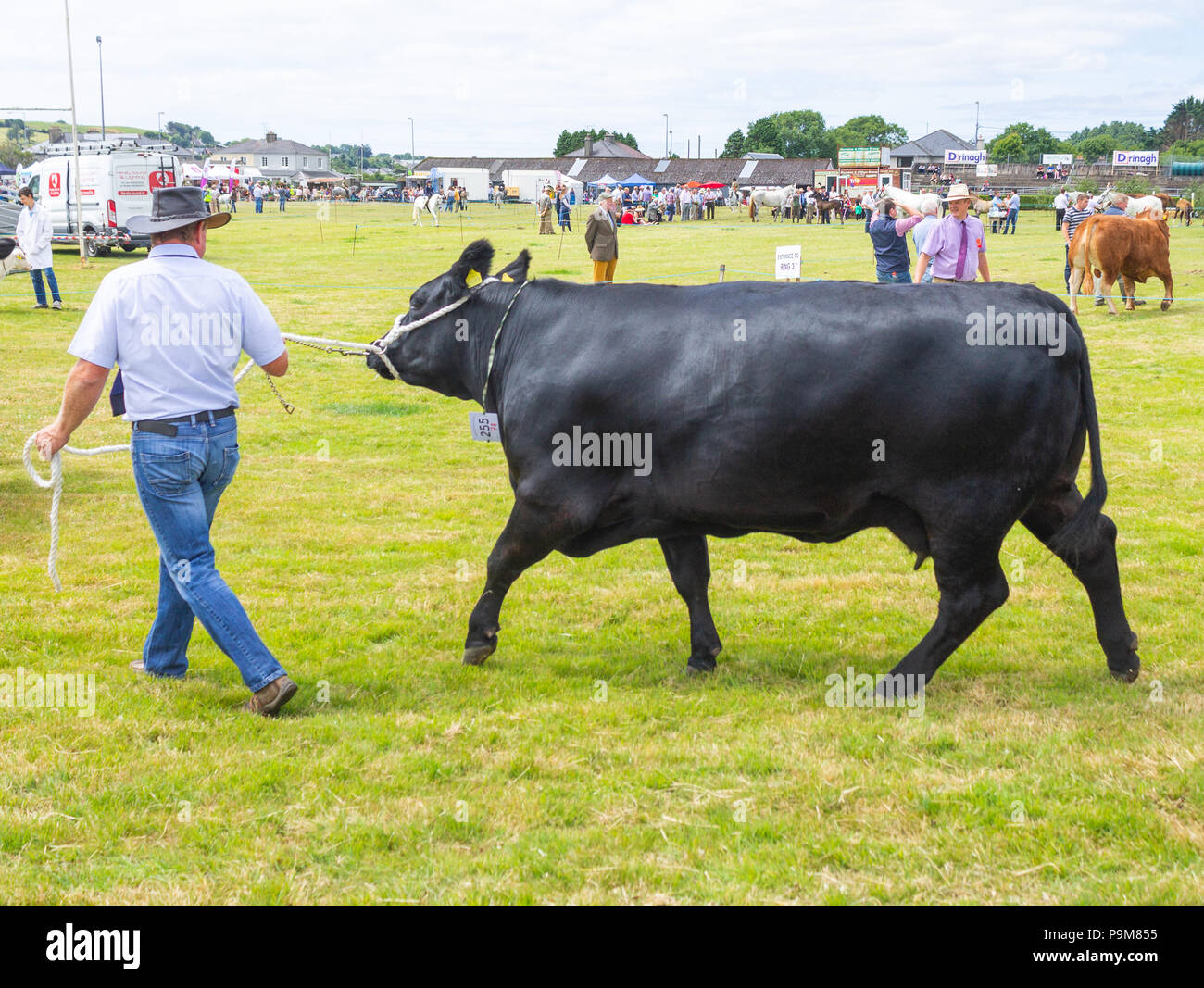 Prize winning cow hi-res stock photography and images - Alamy