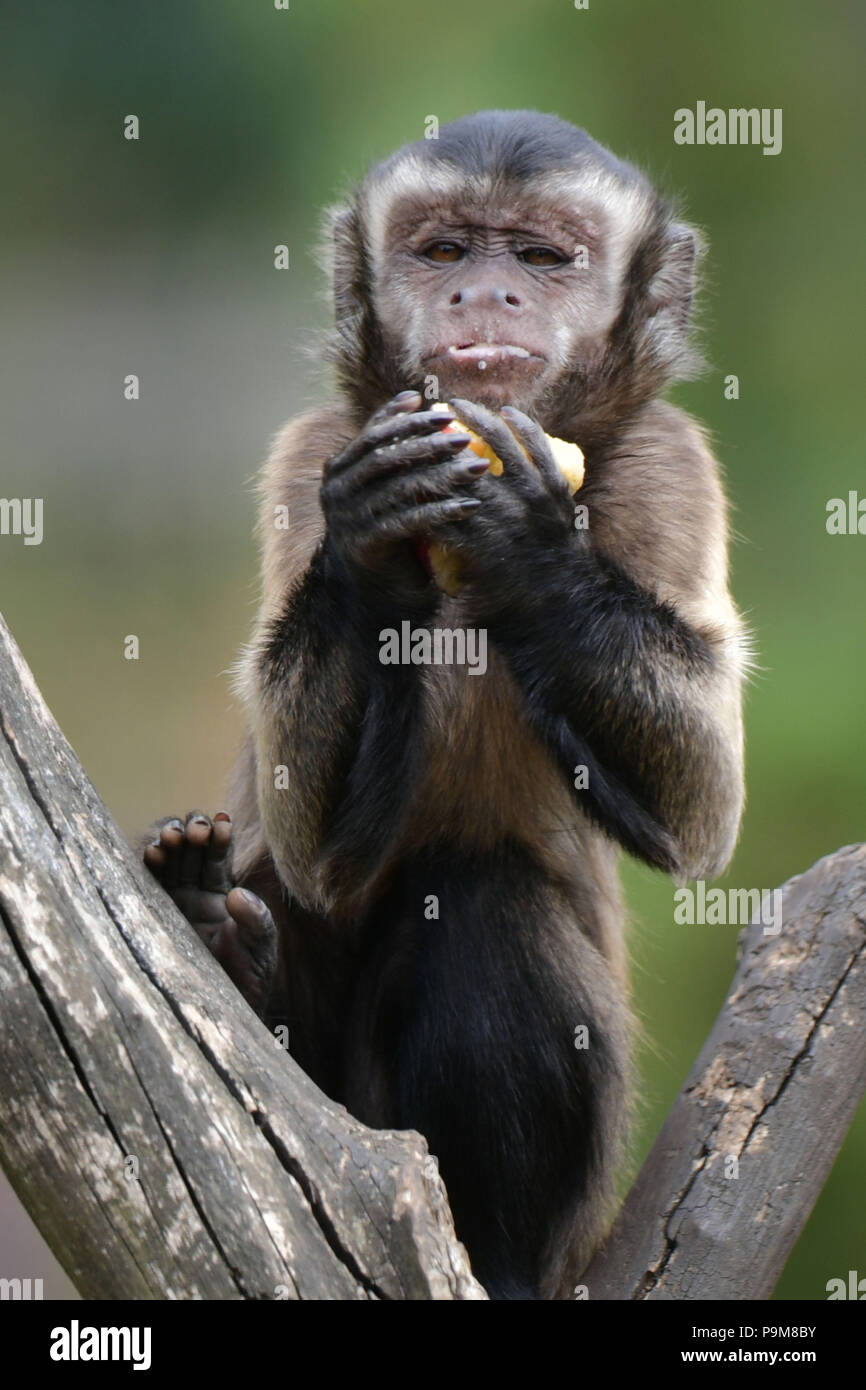 Monkey Testing High Resolution Stock Photography and Images - Alamy