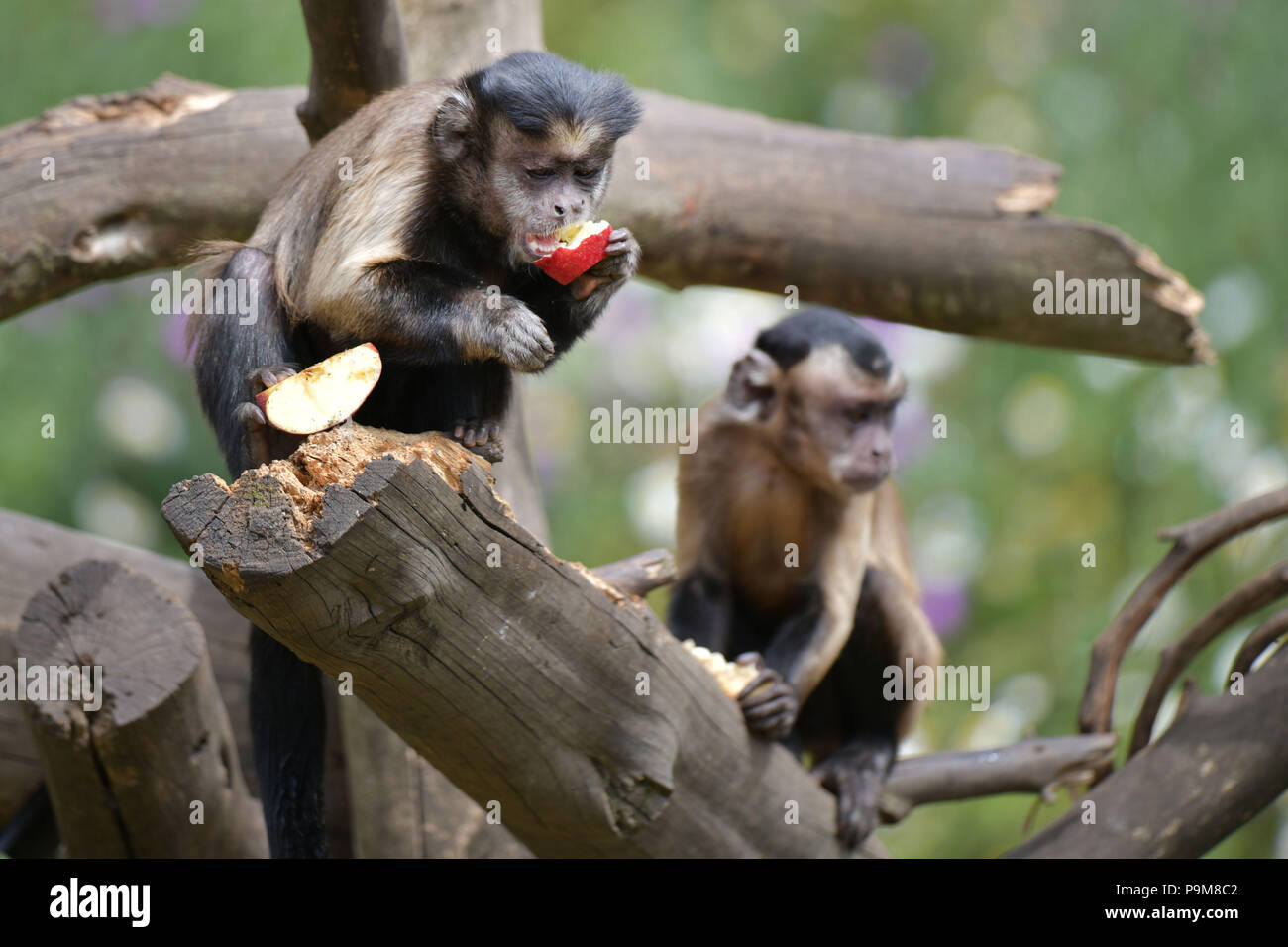 Learn By Observation High Resolution Stock Photography and Images - Alamy