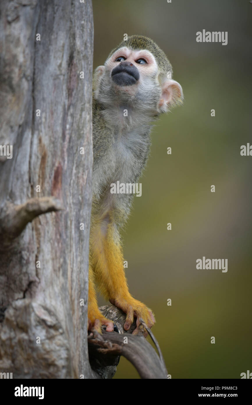 Monkey Testing High Resolution Stock Photography and Images - Alamy