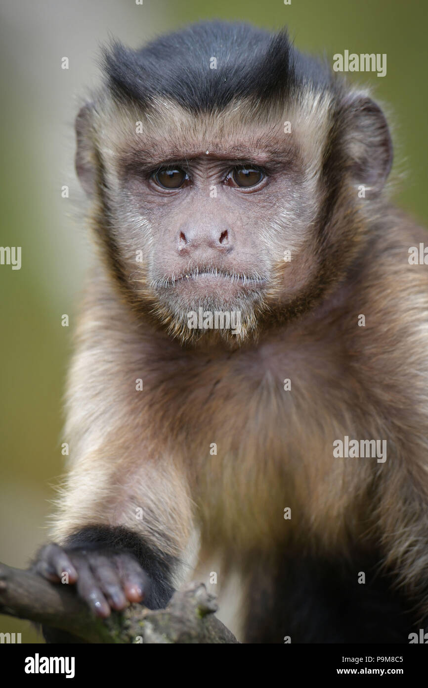 Monkey Testing High Resolution Stock Photography and Images - Alamy