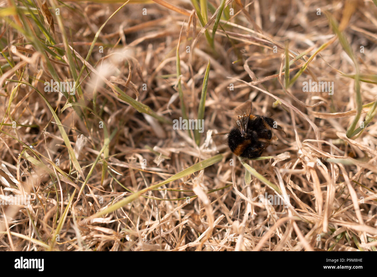 Death bee hi-res stock photography and images - Alamy