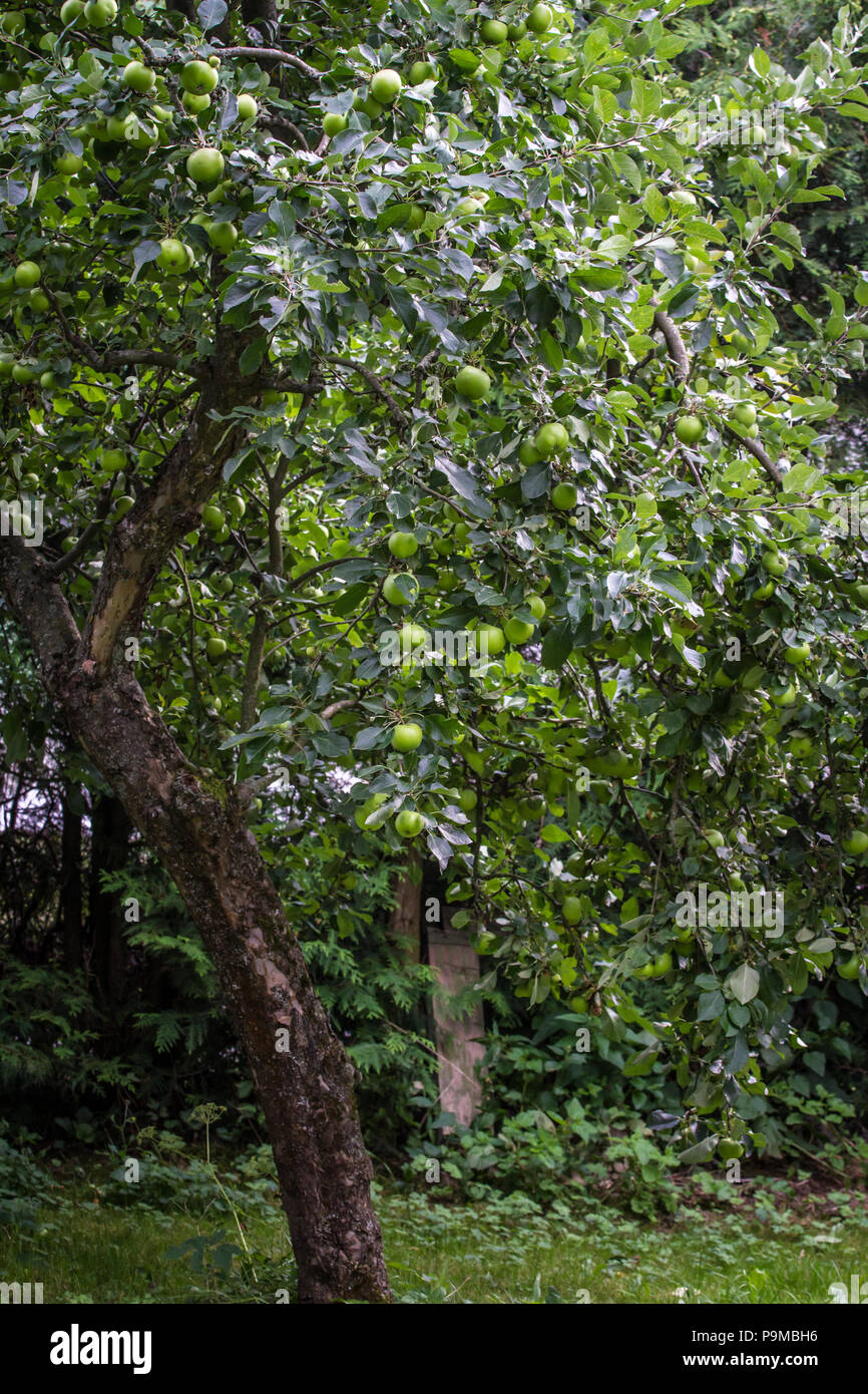 Apple tree with green apples [genus Malus] Stock Photo - Alamy