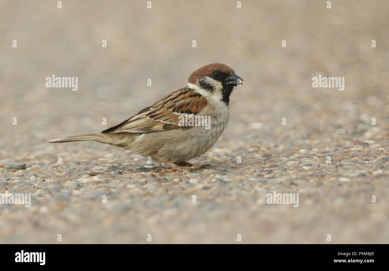 Tree sparrows passer montanus uk hi-res stock photography and images ...