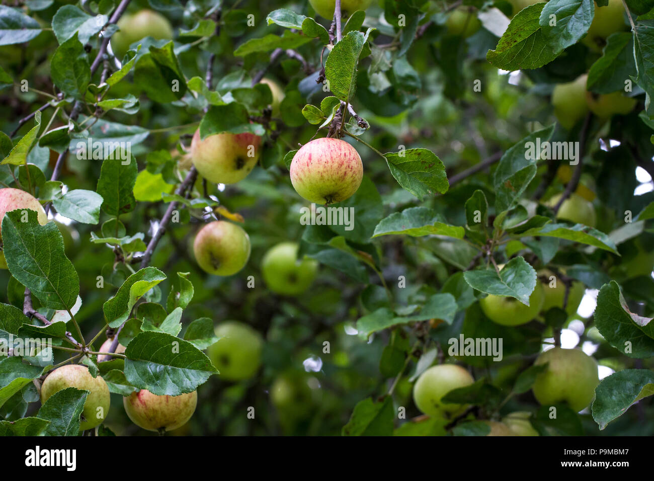 Apple tree with red apples [genus Malus] Stock Photo - Alamy