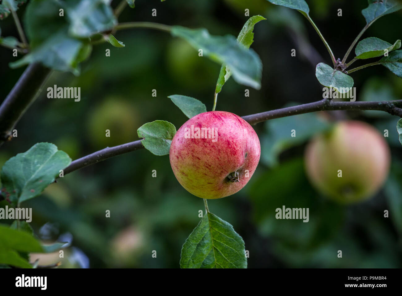 Apple tree with red apples [genus Malus] Stock Photo - Alamy