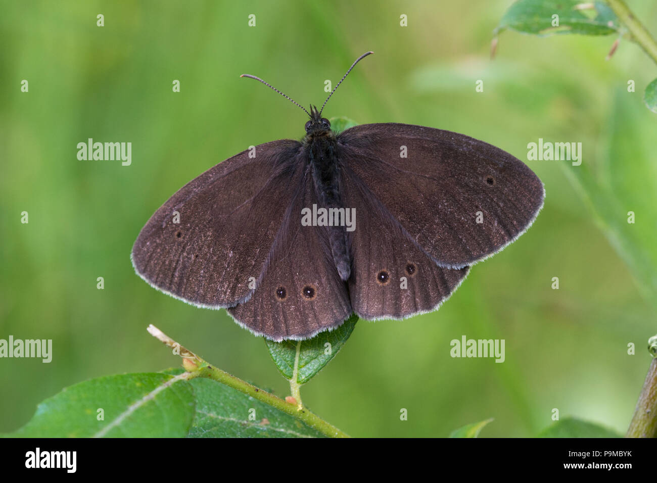 Ringlet butterfly uk hi-res stock photography and images - Alamy