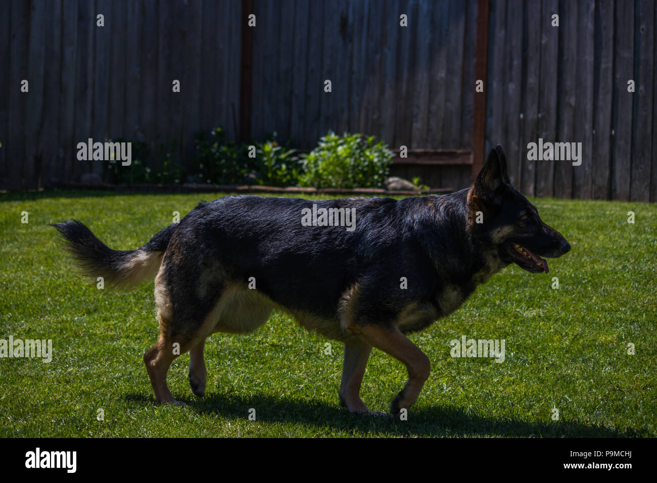 German shepherd walking hi-res stock photography and images - Alamy