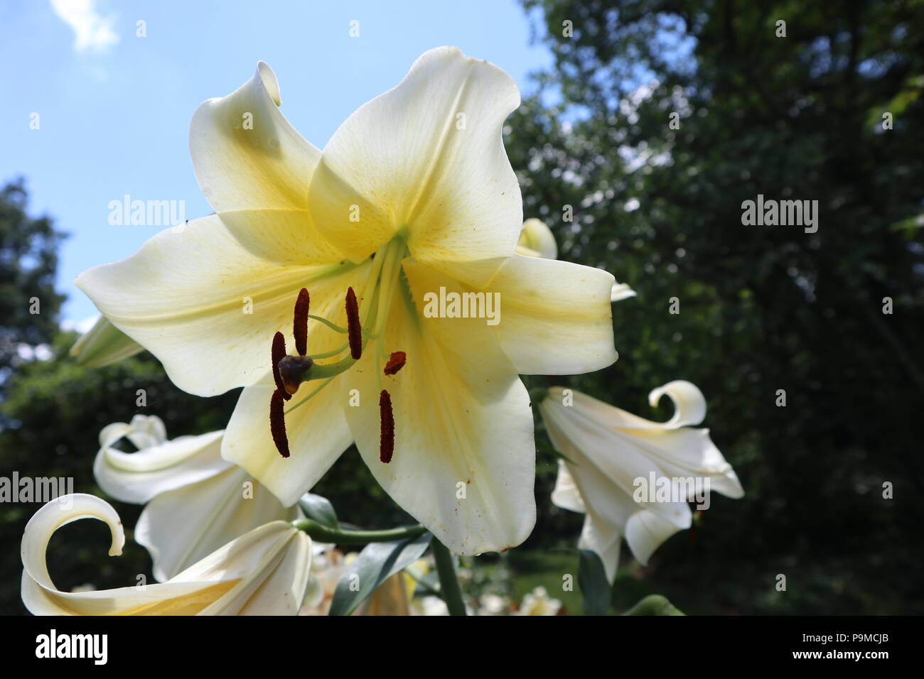 exotic lily flower Stock Photo - Alamy