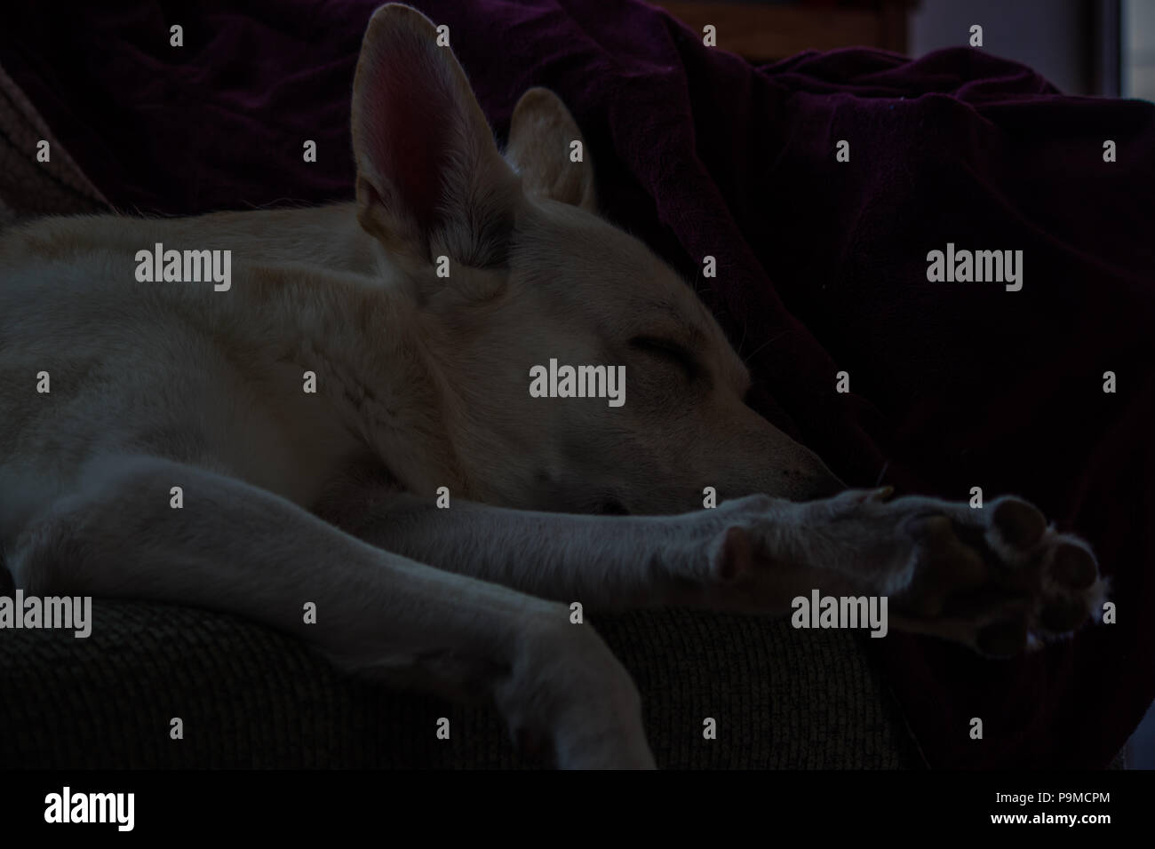 White german shepherd asleep on the couch Stock Photo - Alamy