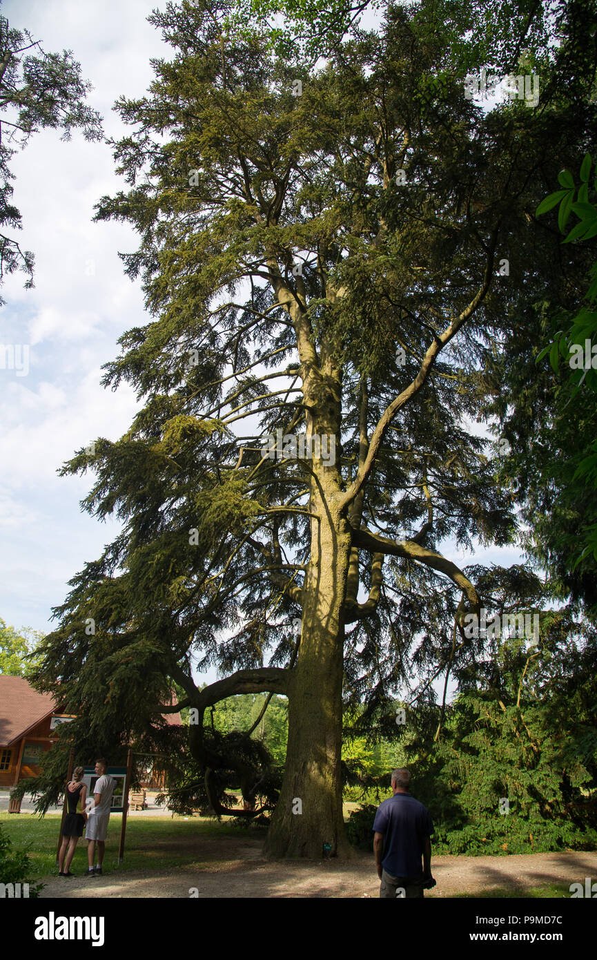 Abies cephalonica (Greek fir) in Arboretum Wirty founded in 1875 by ...