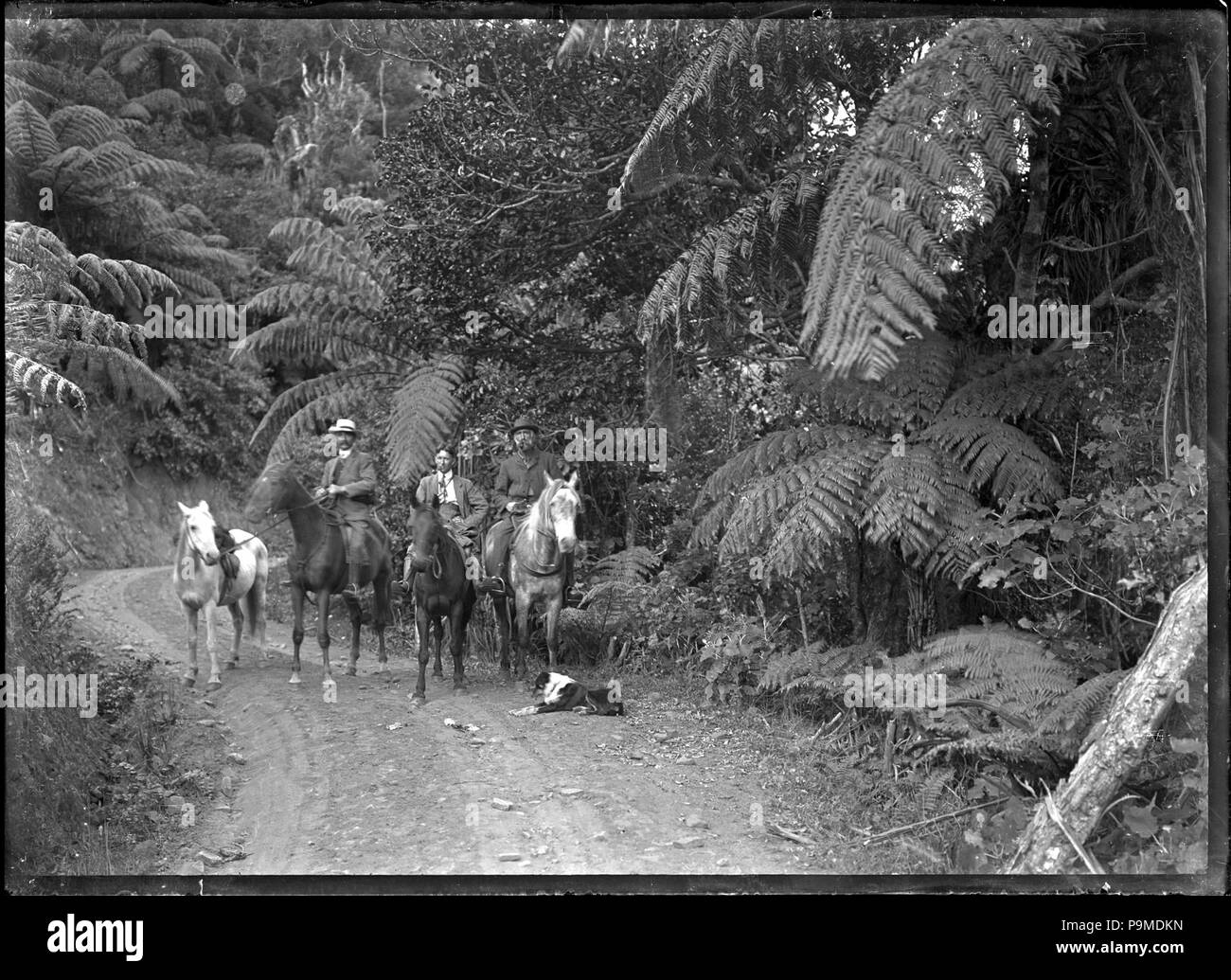313 Three men on horseback on the Karekare Road. ATLIB 286773 Stock ...