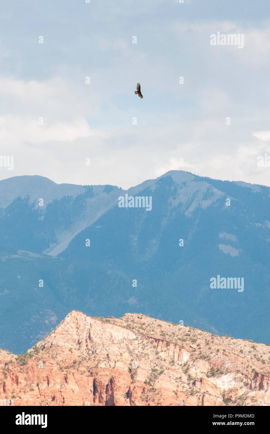 Bird Flying over Desert Mountain Stock Photo - Alamy