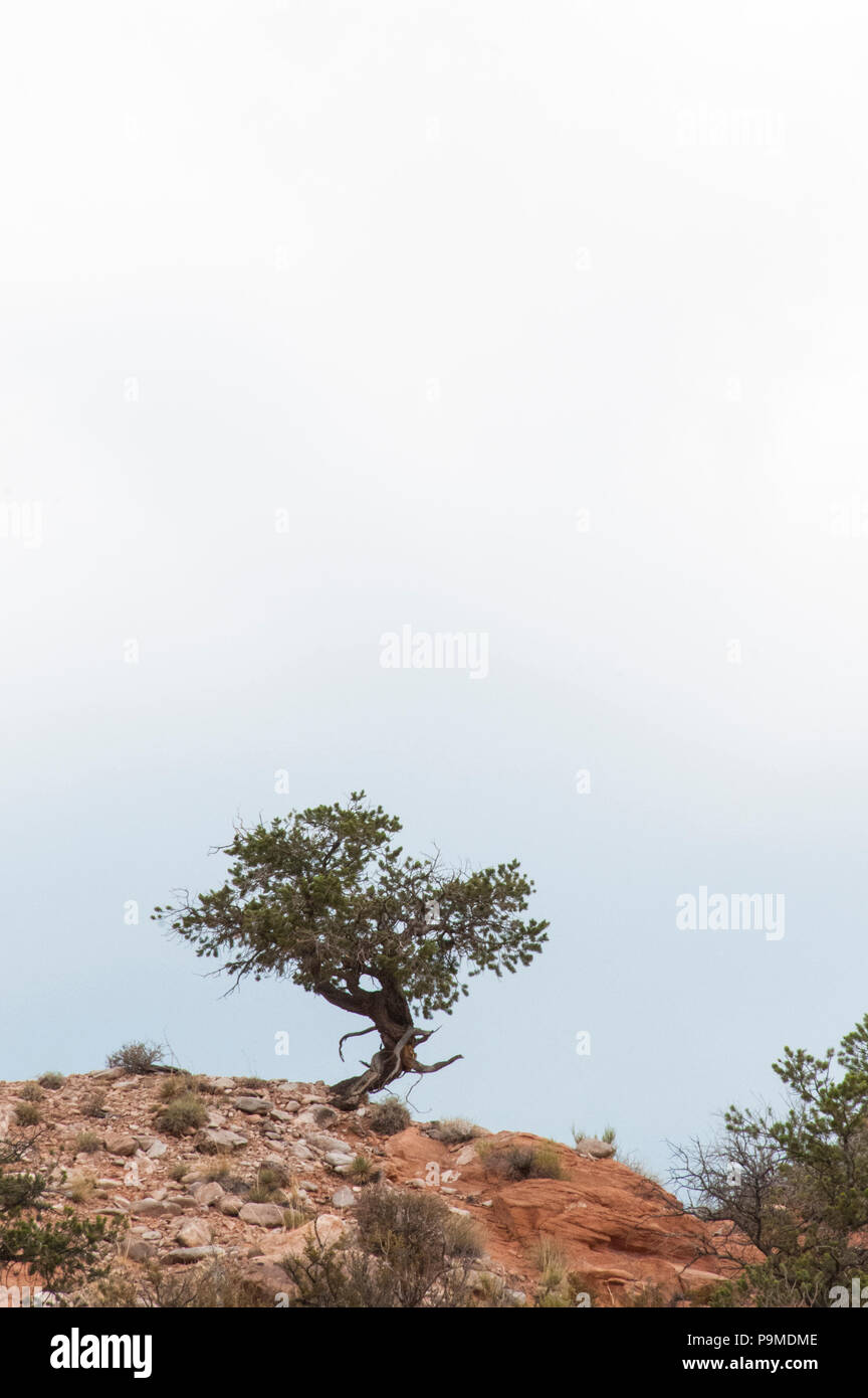 Lone Desert Tree Stock Photo - Alamy