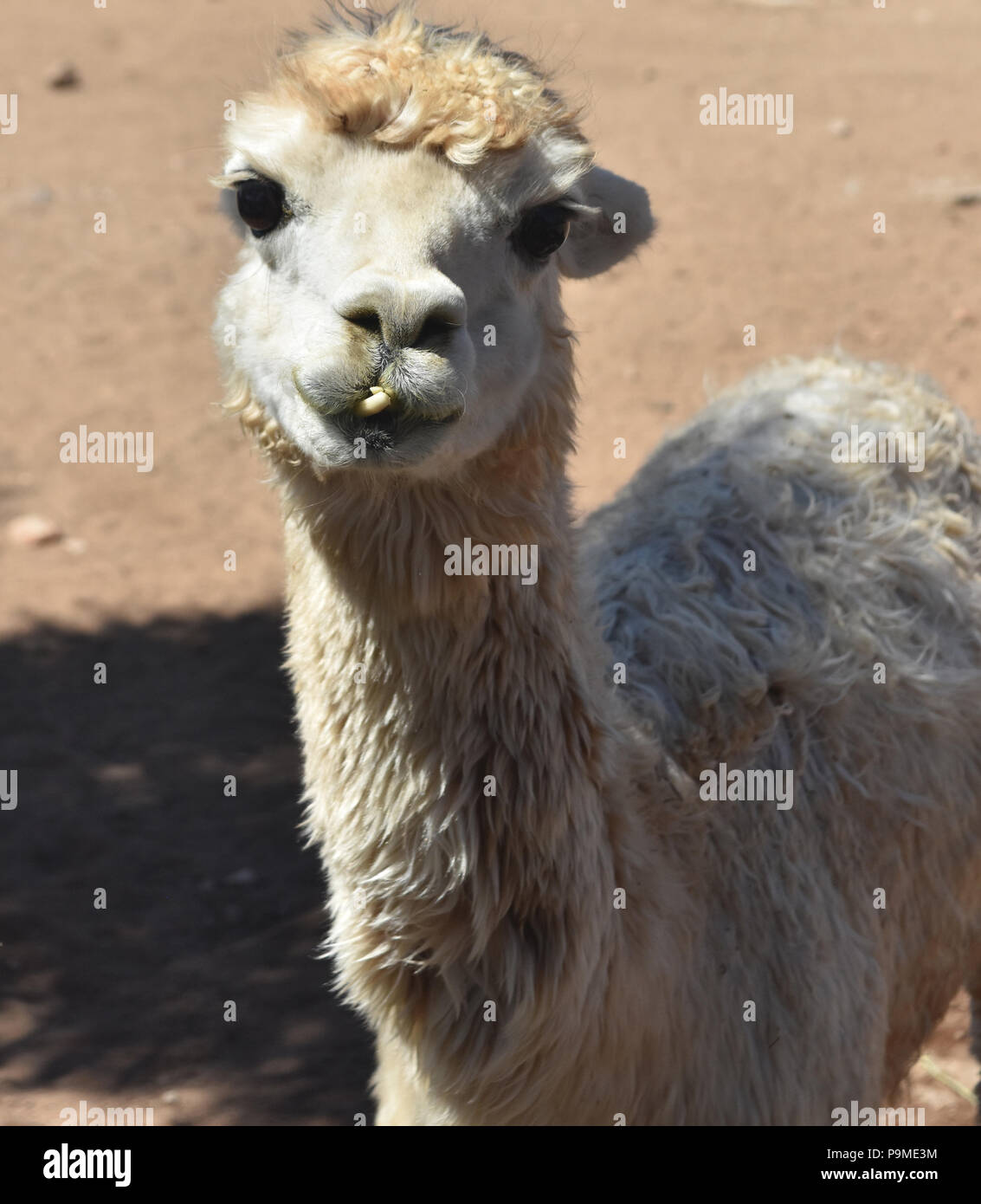 Adorable domesticated alpaca up close Stock Photo - Alamy