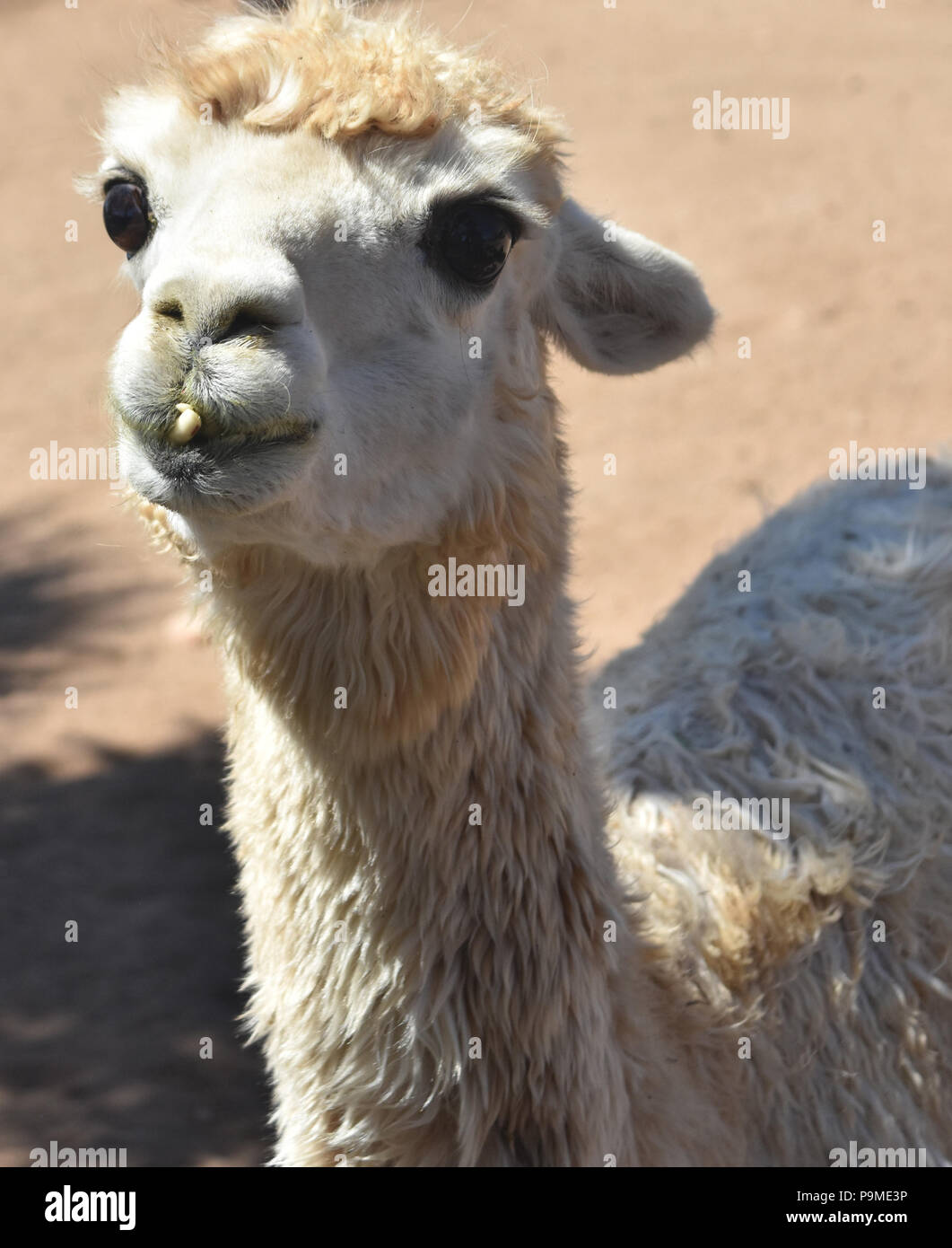 Cute white face on a domesticated alpaca Stock Photo - Alamy