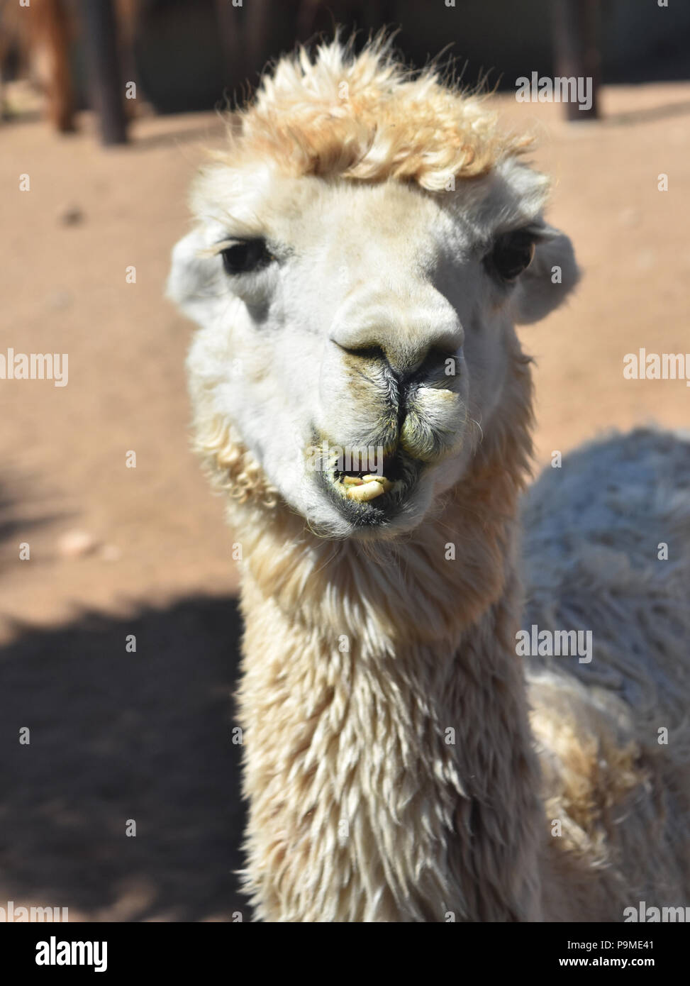 Domesticated alpaca in need of some dental work Stock Photo - Alamy
