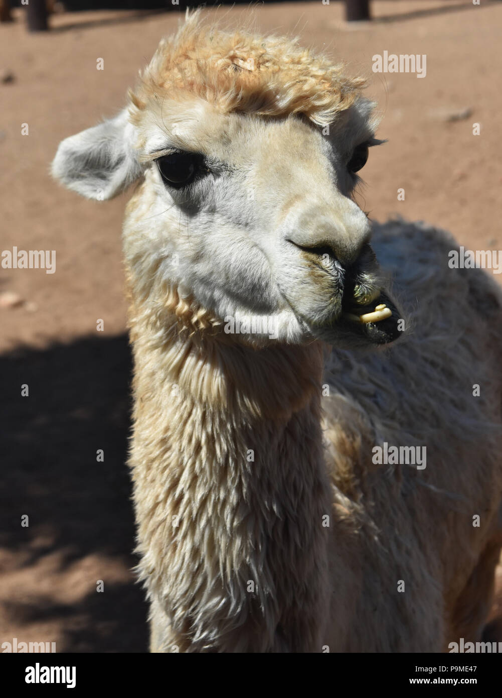 Cute alpaca chewing with long protruding teeth Stock Photo - Alamy