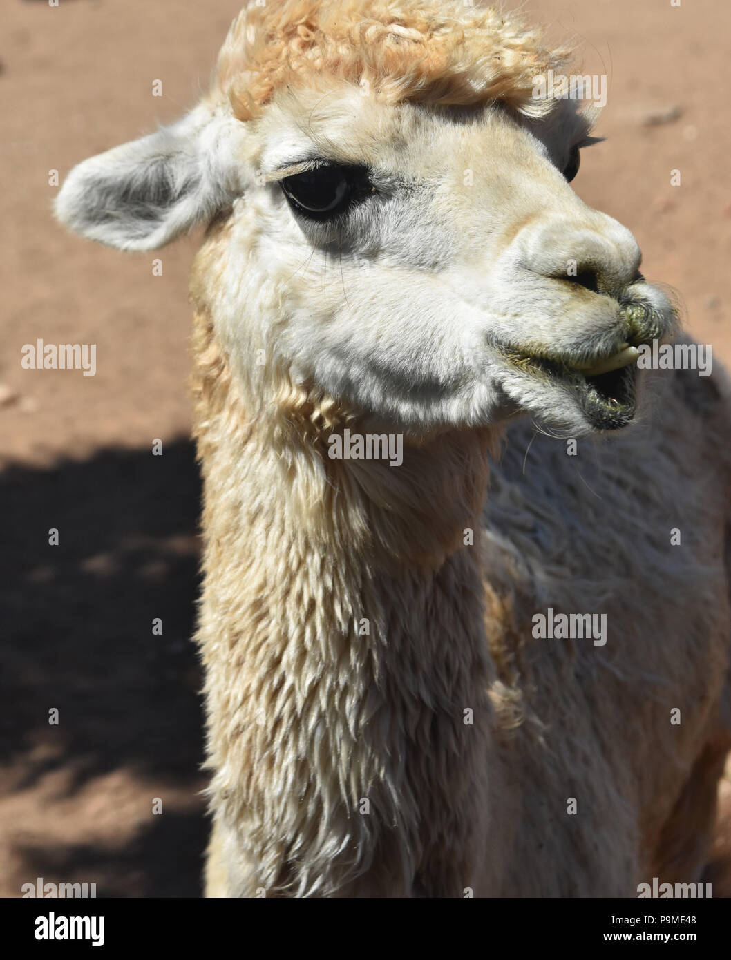 White alpaca with funny looking teeth protruding from jaw Stock Photo ...
