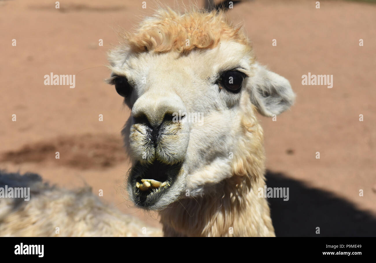 Alpaca mouth open hi-res stock photography and images - Alamy