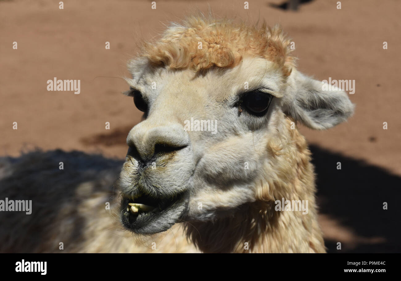 Yearling alpaca hi-res stock photography and images - Alamy