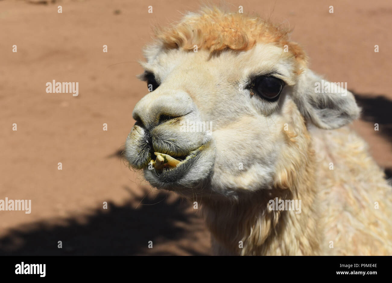 Cute white alpaca with messed up teeth Stock Photo - Alamy
