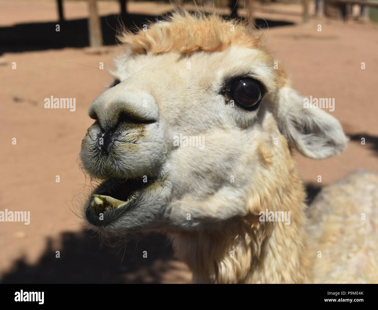 Domesticated white alpaca chewing with his mouth wide open Stock Photo ...