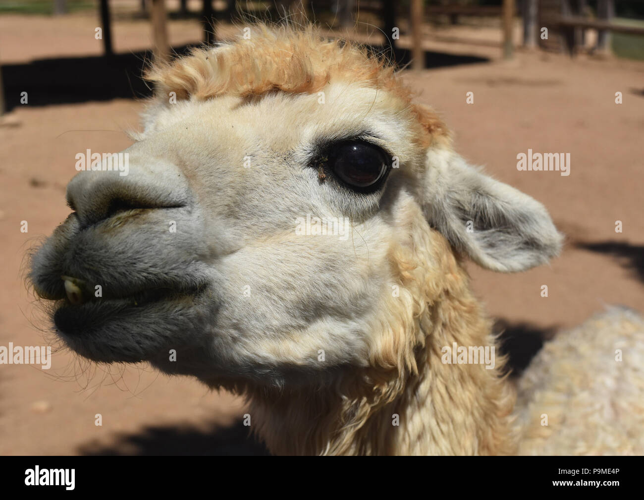 Fantastic look into the eyes of a domesticated alpaca Stock Photo - Alamy