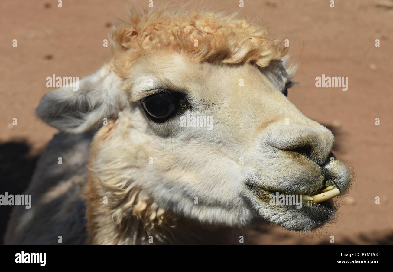 Buck bottom teeth on a shaggy white alpaca Stock Photo - Alamy