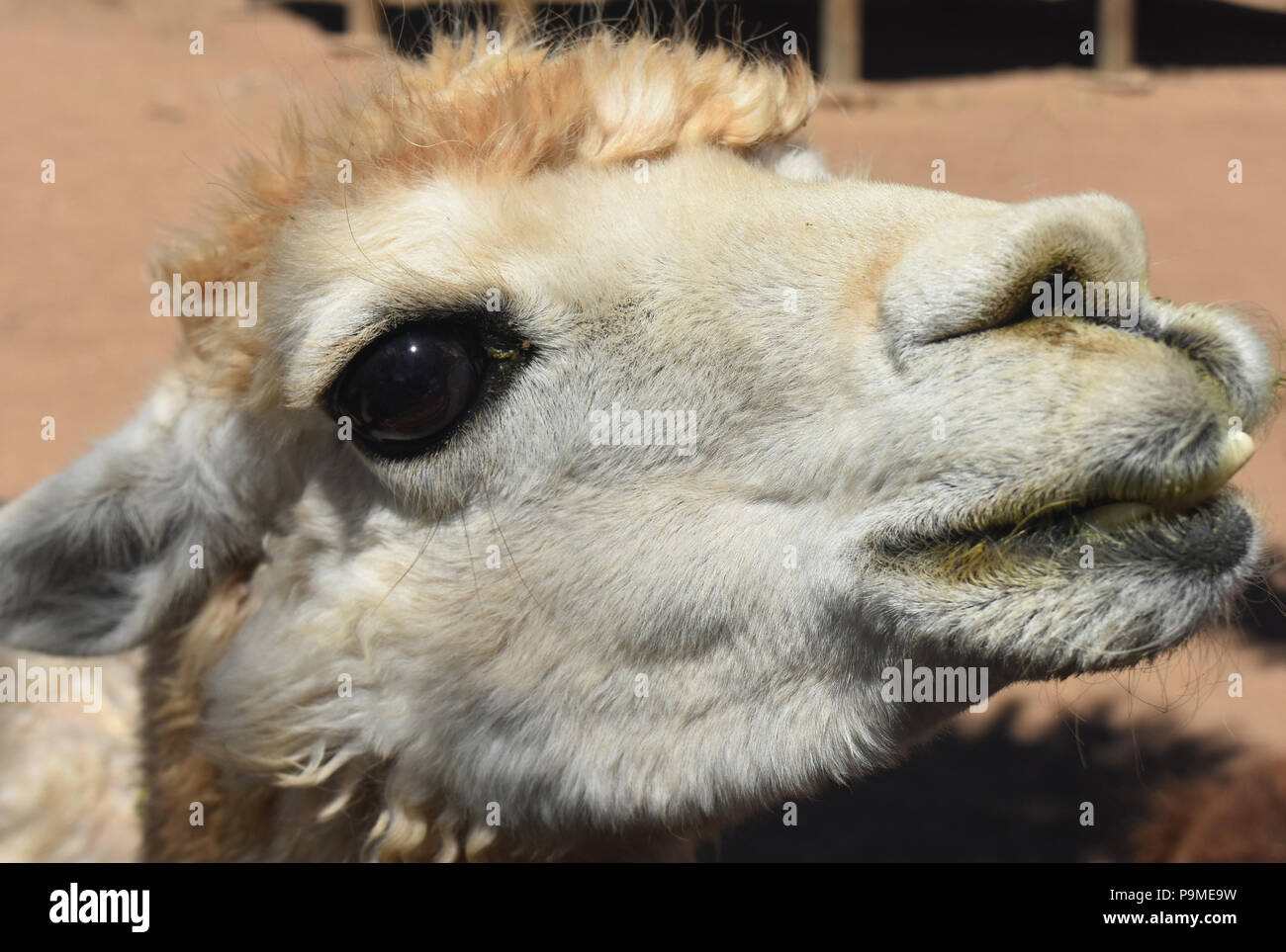 Up close look into the eyes of a white alpaca Stock Photo - Alamy