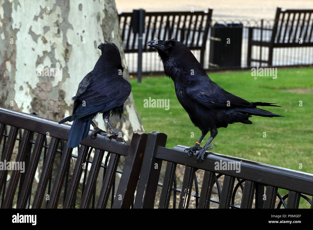 Tower of london ravens hi-res stock photography and images - Alamy