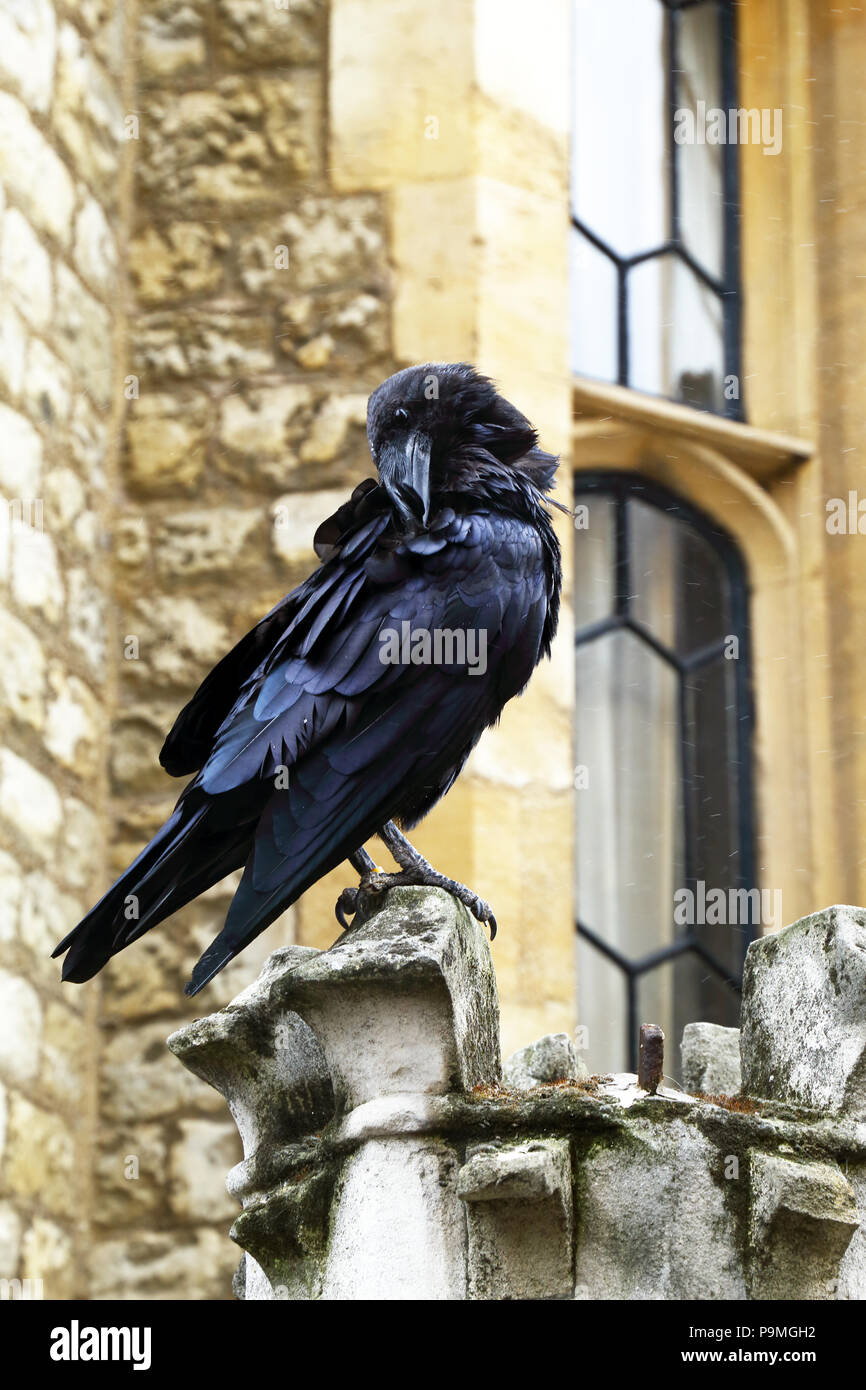 Tower Of London Ravens Stock Photos & Tower Of London Ravens Stock ...
