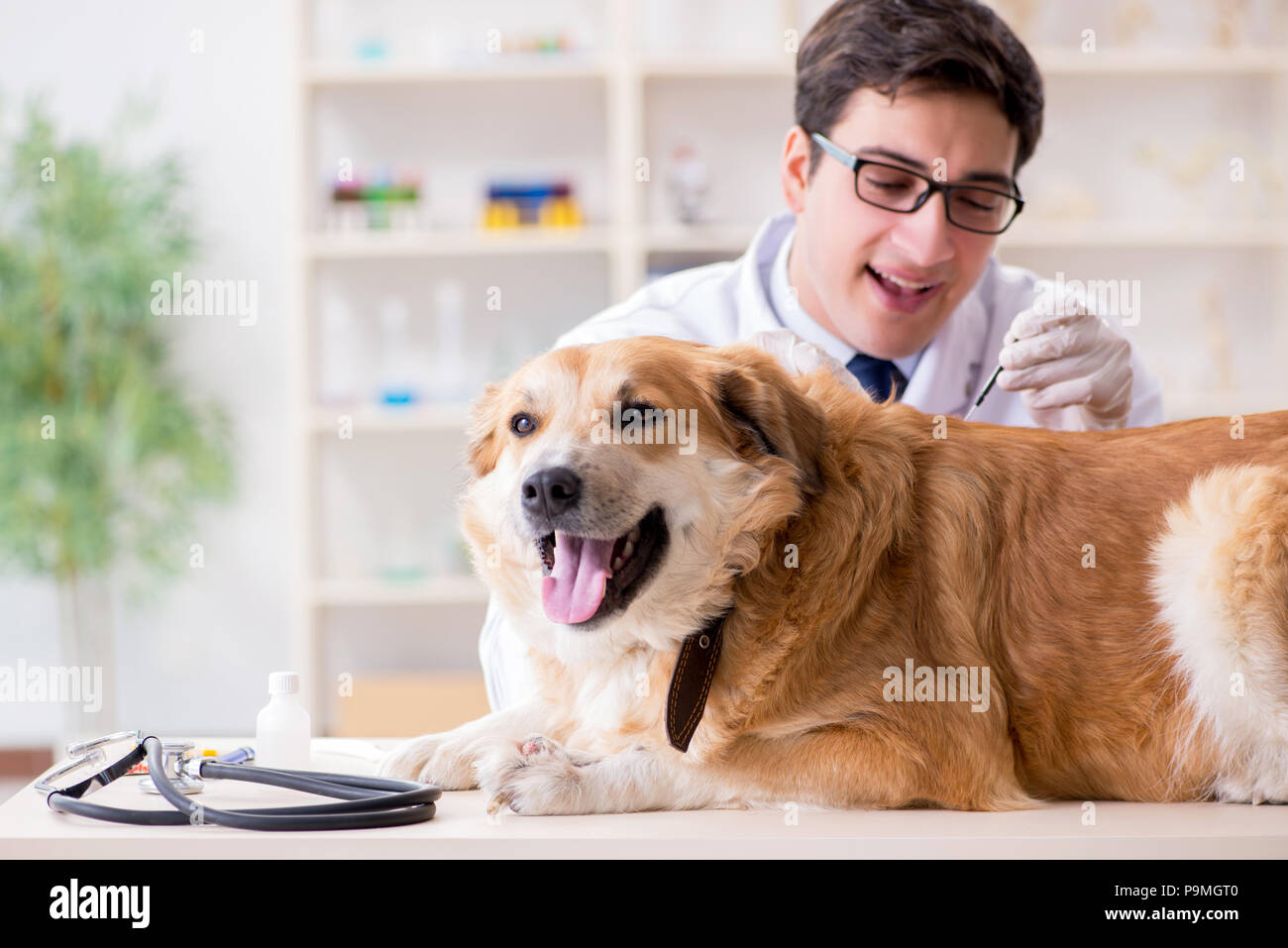 Doctor examining golden retriever dog in vet clinic Stock Photo - Alamy