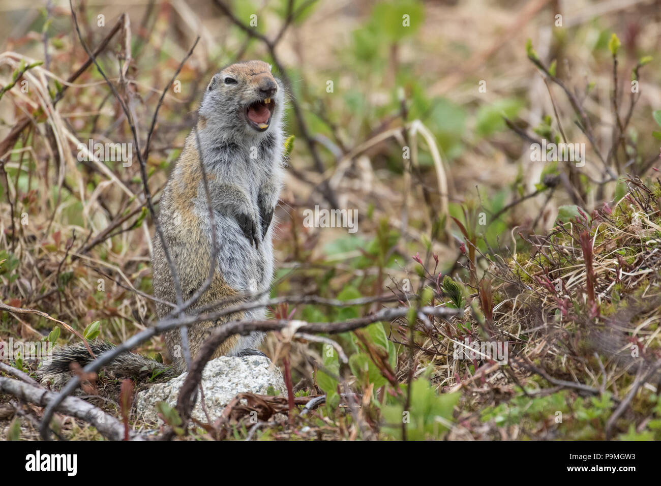 Arctic ground squirrel Stock Photo - Alamy