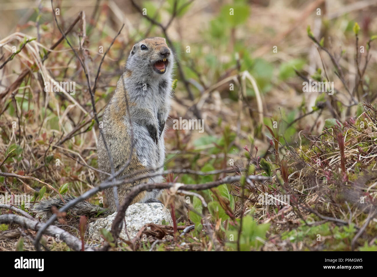 Arctic ground squirrel hi-res stock photography and images - Alamy