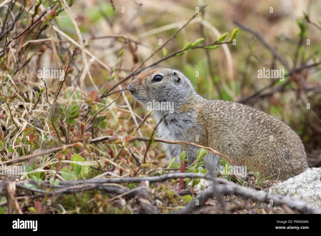 Arctic ground squirrel Stock Photo - Alamy