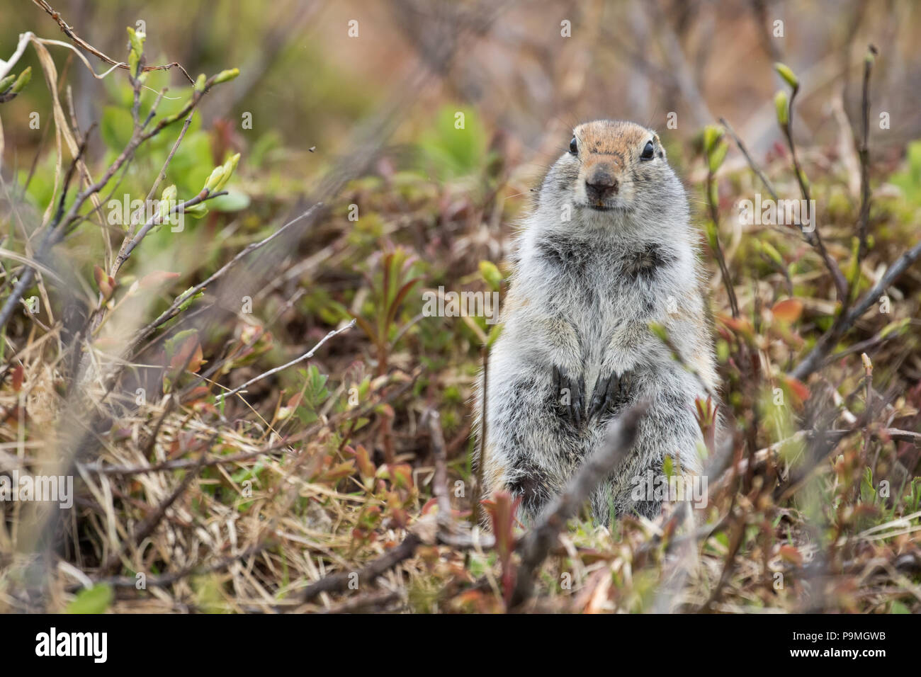 Arctic ground squirrel Stock Photo - Alamy