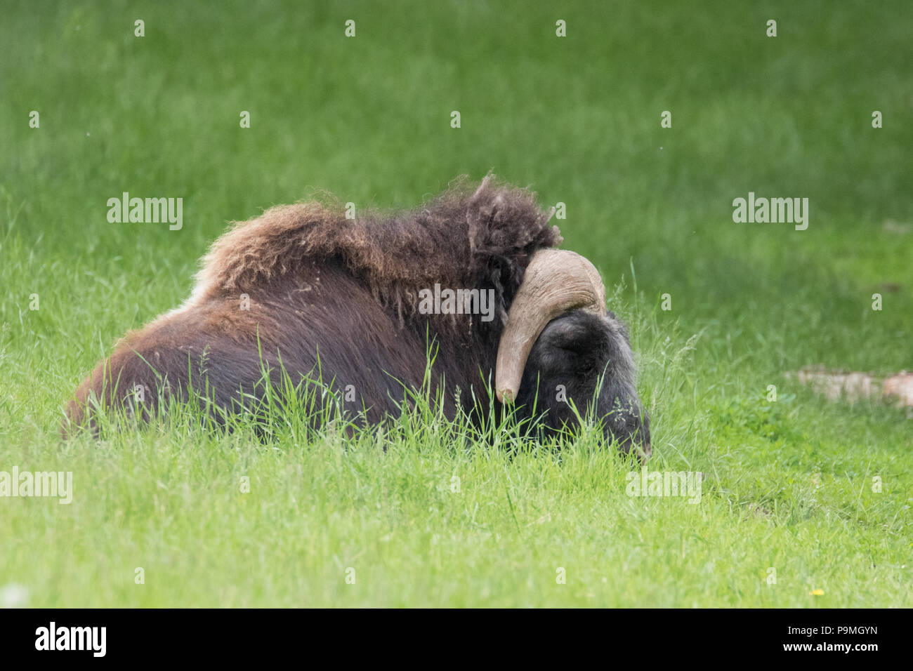 Captive muskox at Large Animal Research Station, Fairbanks Alaska Stock ...