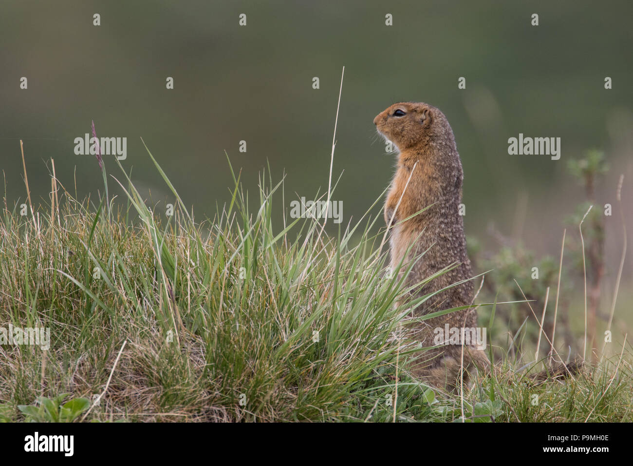 Arctic ground squirrel Stock Photo - Alamy