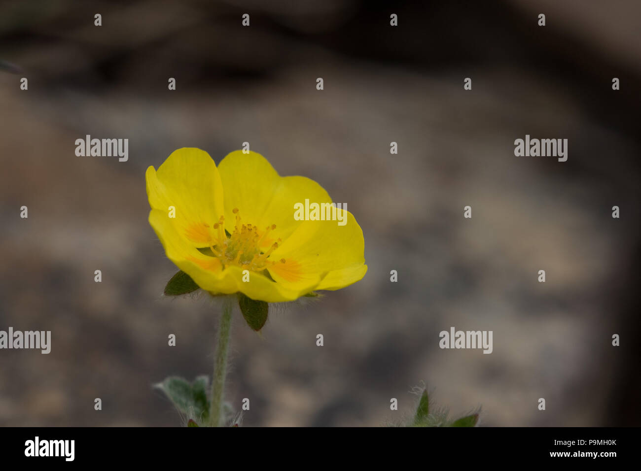 Tundra rose hi-res stock photography and images - Alamy