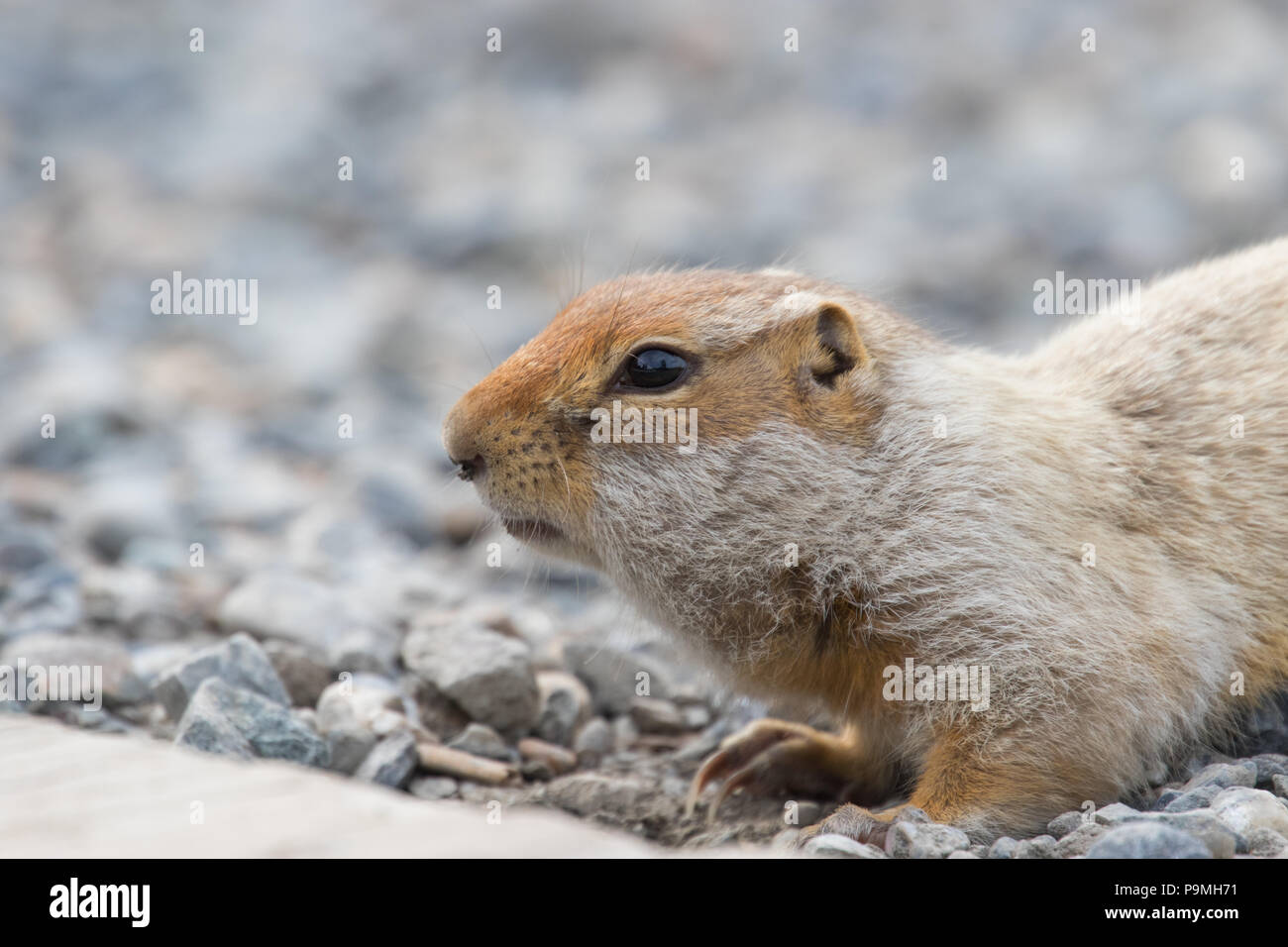 Arctic ground squirrel Stock Photo - Alamy