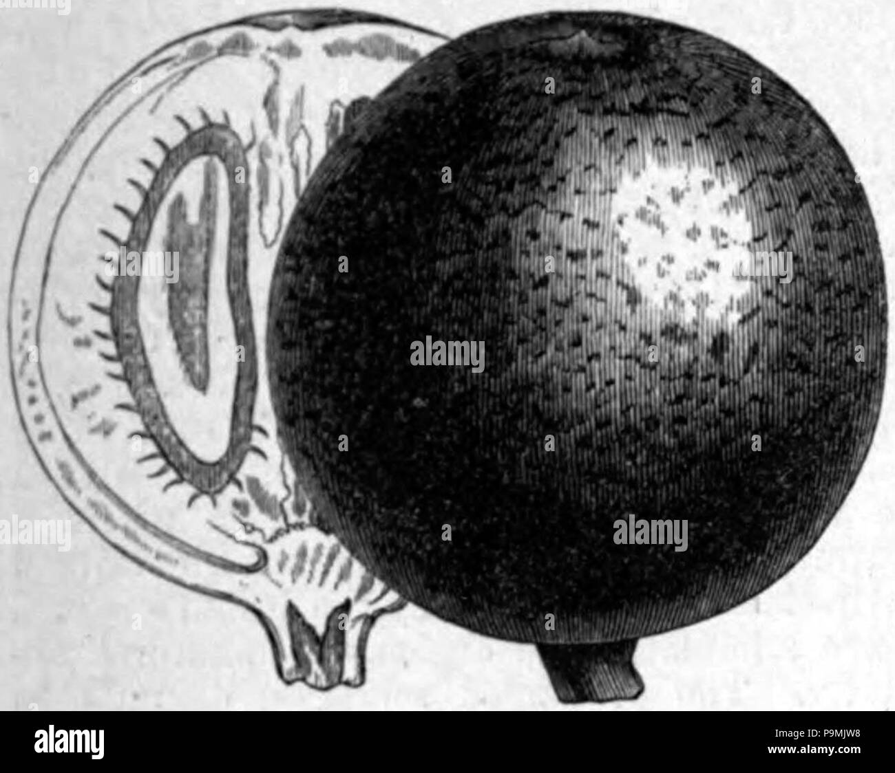 Mammee apple hi-res stock photography and images - Alamy