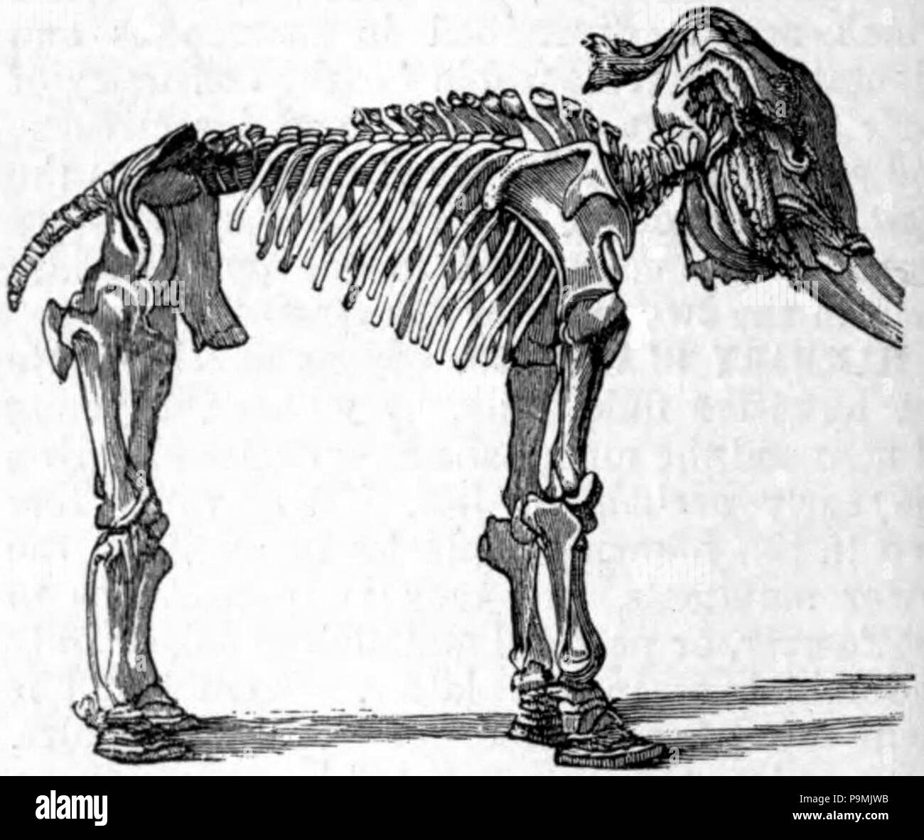 Ice age mammoth Black and White Stock Photos & Images - Alamy