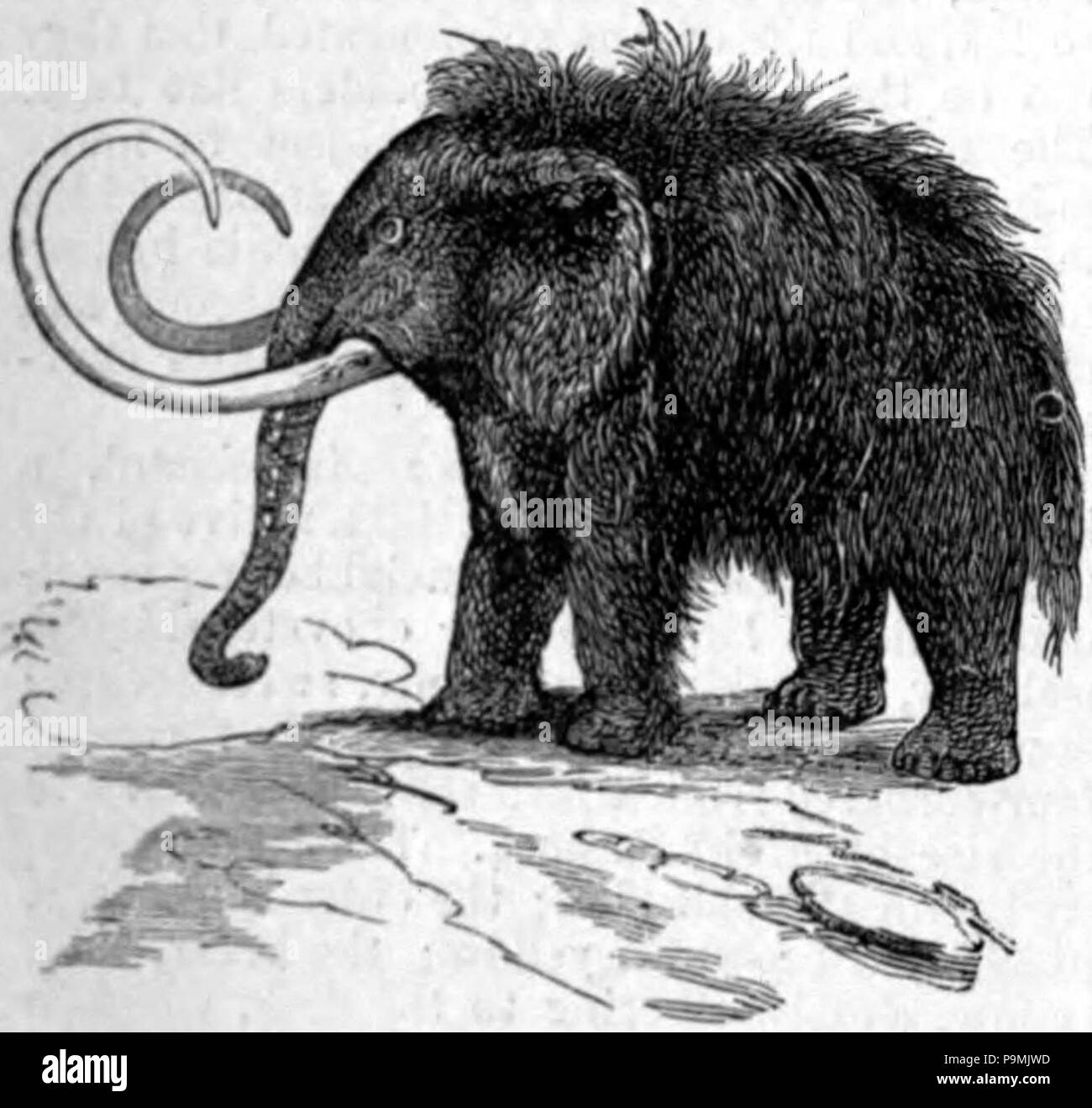 . English: Drawing of a mammoth. published 1879 122 AmCyc Mammoth Stock ...