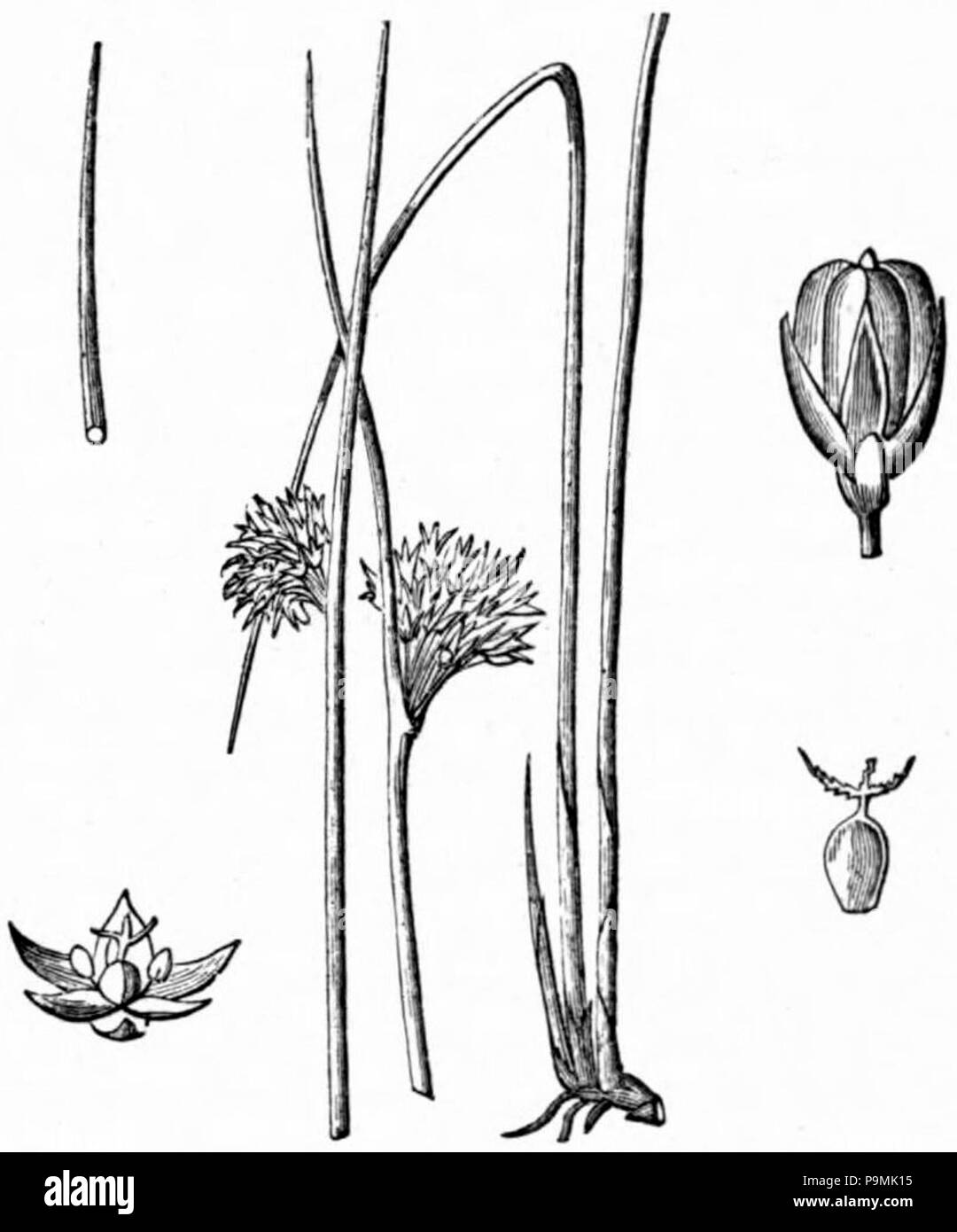 Nature rush Cut Out Stock Images & Pictures - Alamy